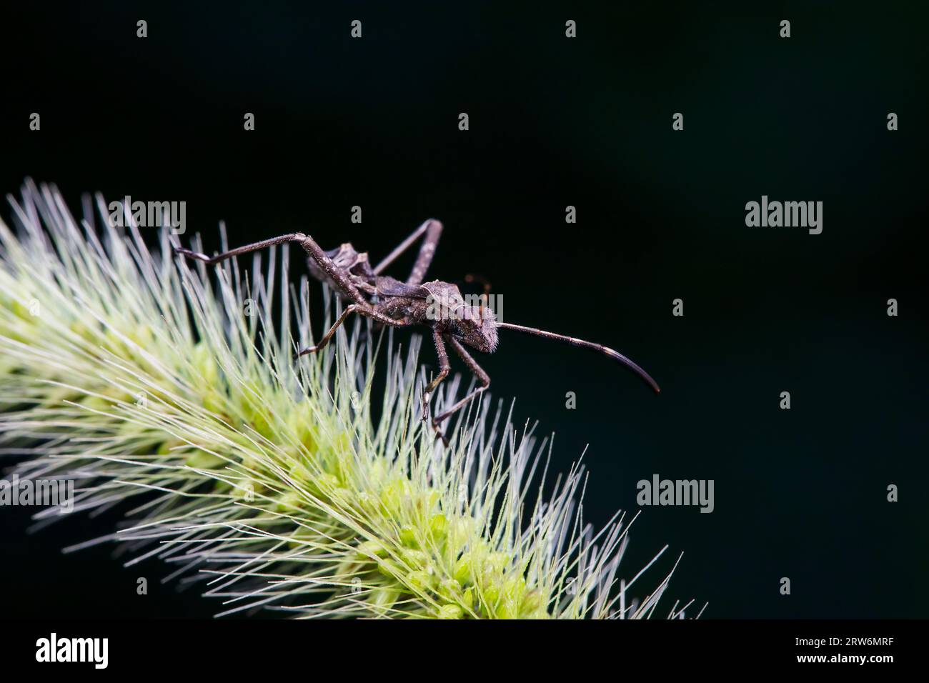 Point bee edge stink bug in the wild, North China Stock Photo - Alamy