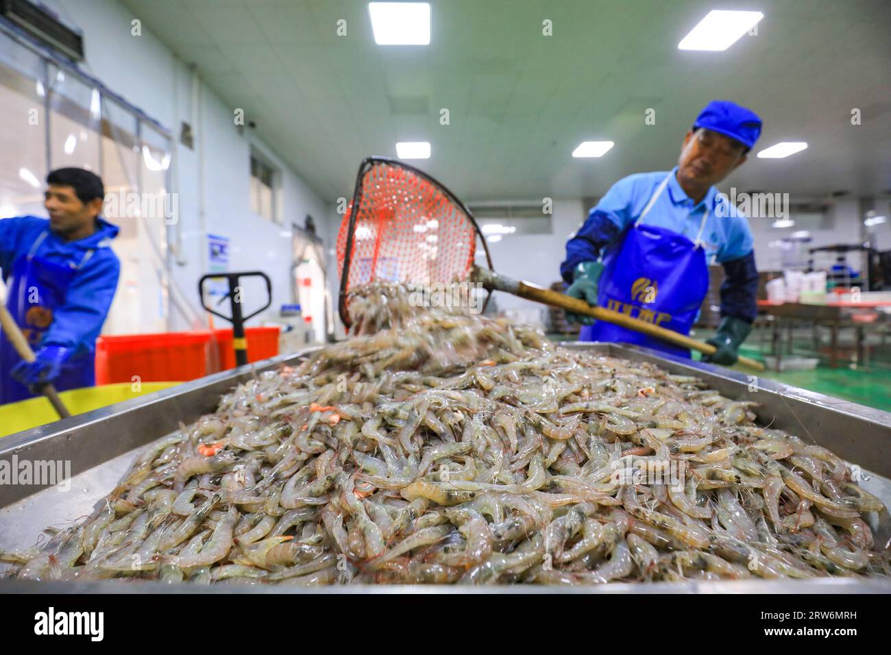 LUANNAN COUNTY, China - September 7, 2021: workers prepare prawns for ...
