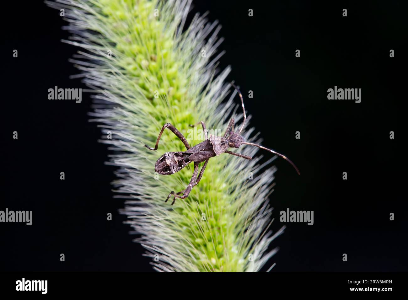Point bee edge stink bug in the wild, North China Stock Photo - Alamy