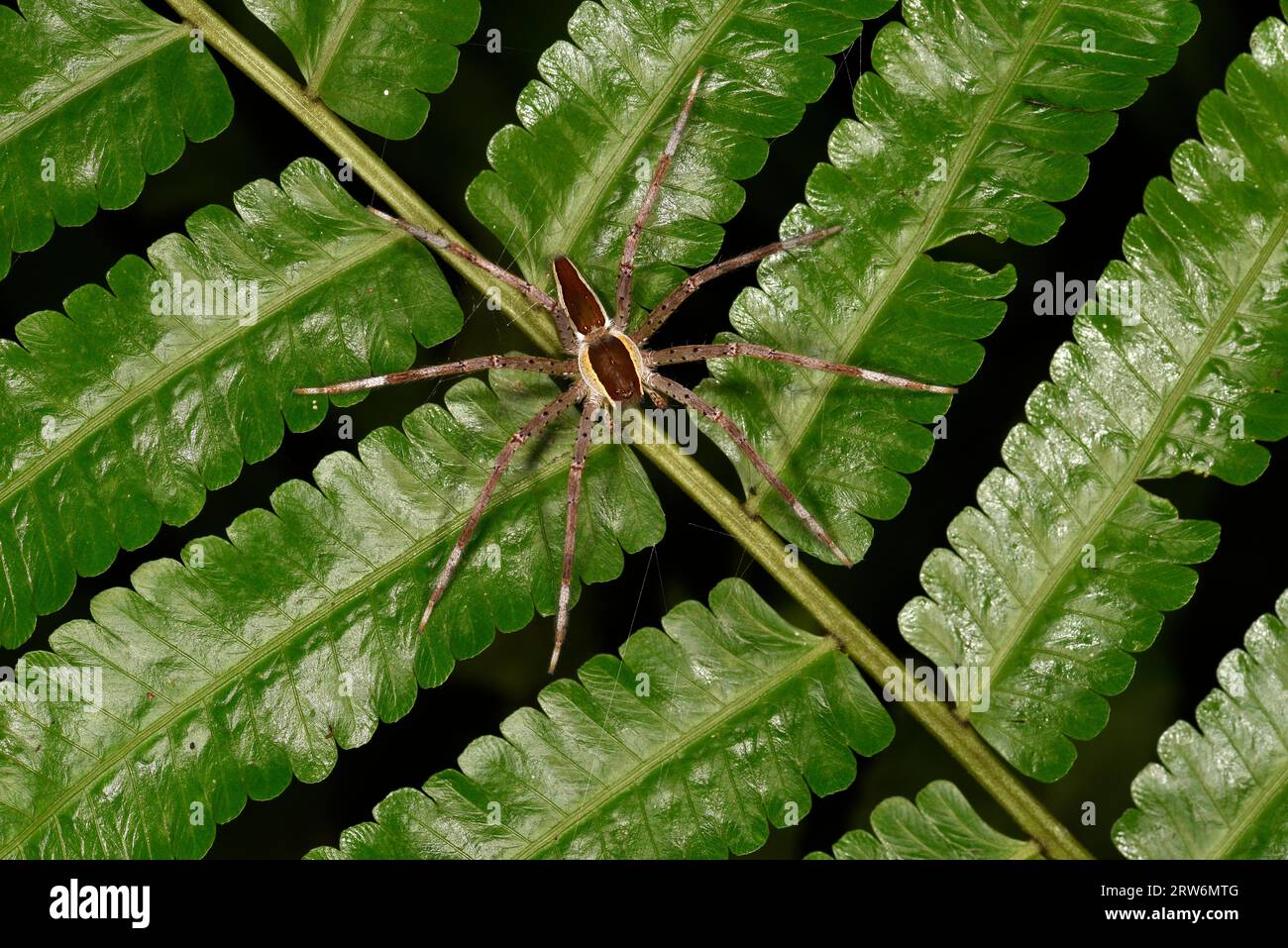 Predatory Hunting Spider, resting on fern leaf, Danum Valley, Sabah ...