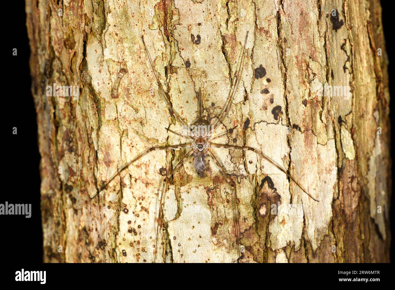 Long-spinnered Bark or Two-tailed Spider (Hersiliidae species) adult ...