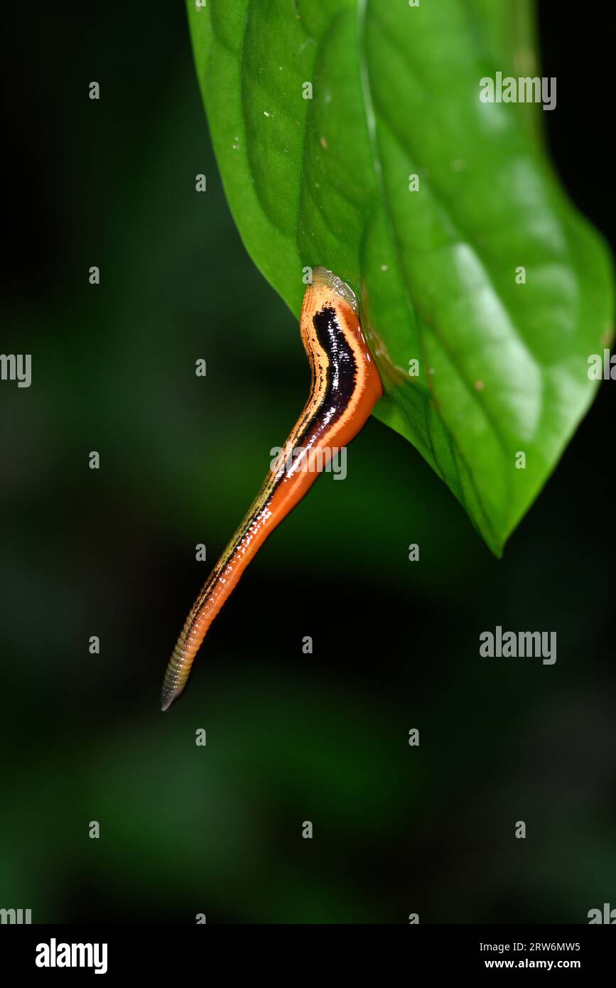 Tiger Leech or Stinging Land Leech (Haemadipsa picta) hanging on green ...