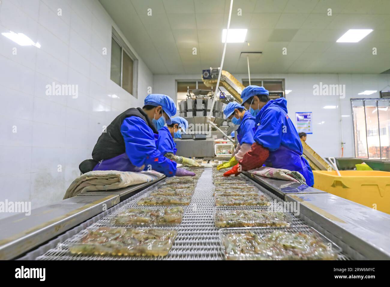 Seafood factory conveyor hi-res stock photography and images - Alamy