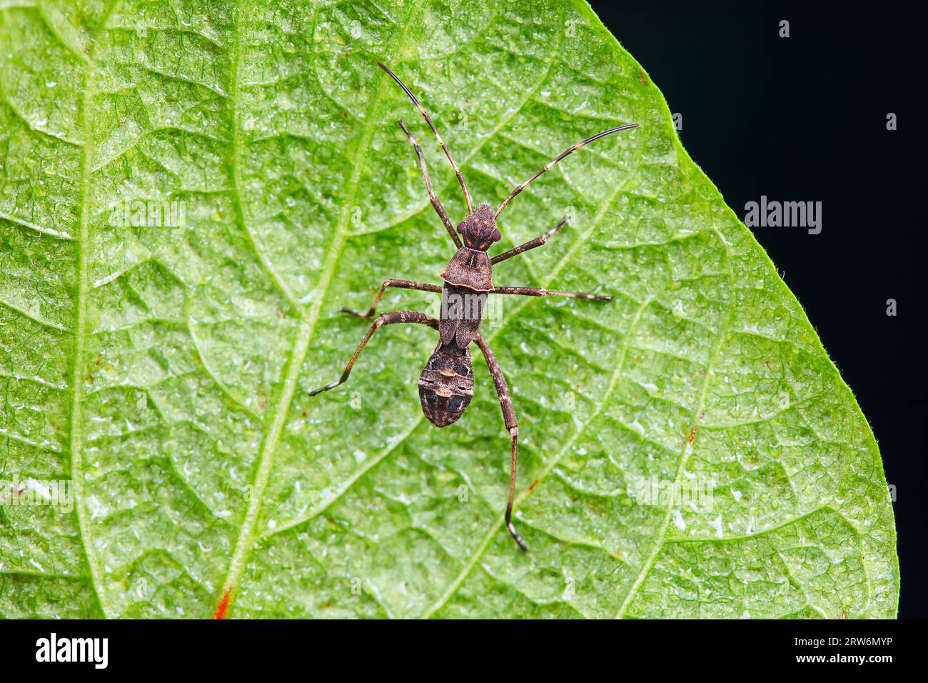 Point bee edge stink bug in the wild, North China Stock Photo - Alamy