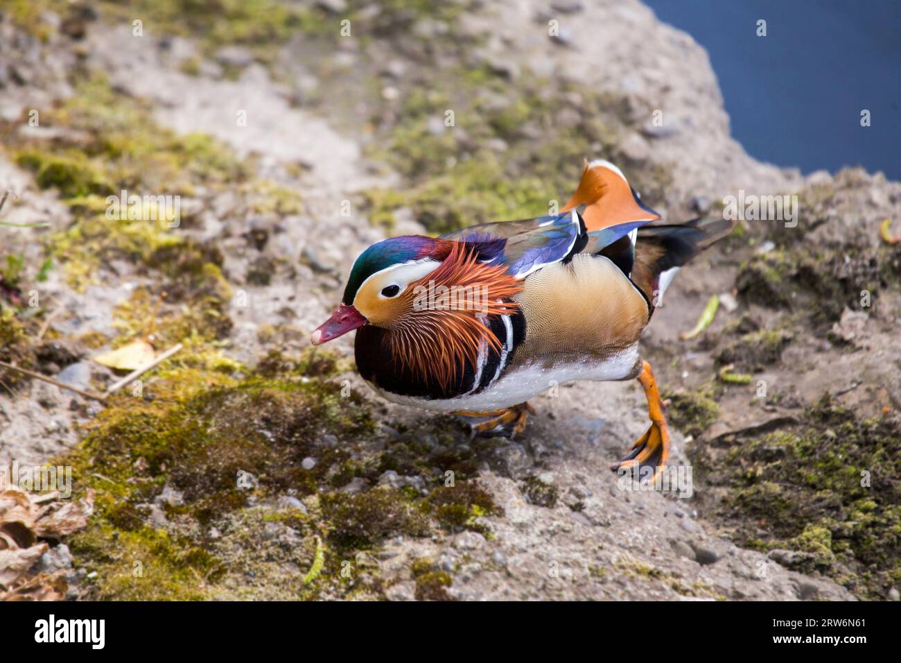 Mandarin Duck spotted outdoors on River Dodder, Dublin, Ireland Stock ...
