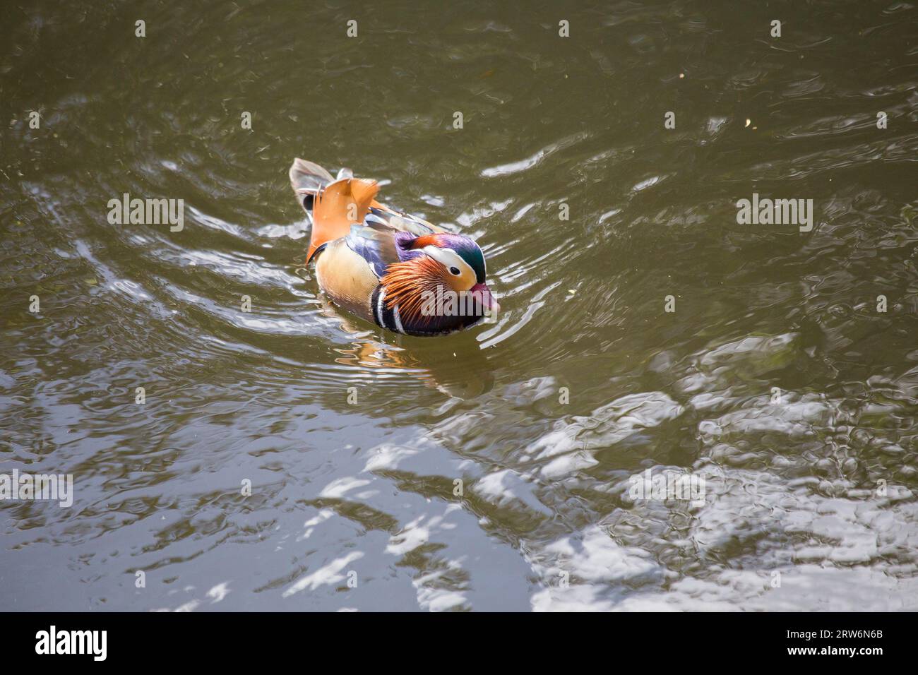 Mandarin Duck spotted outdoors on River Dodder, Dublin, Ireland Stock ...