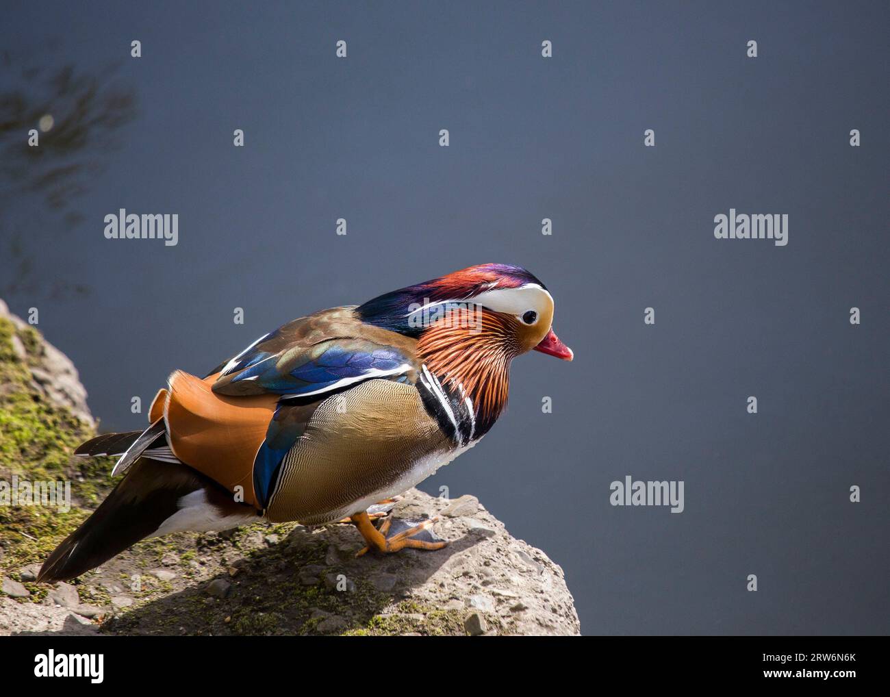 Mandarin Duck taken on the River Dodder, Dublin Ireland Stock Photo - Alamy