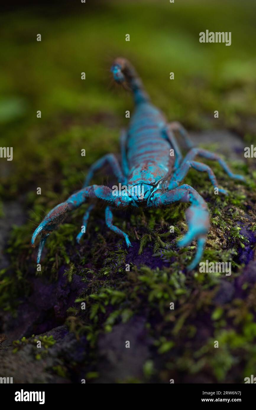 A scorpion glows in vivid blue under UV light in Amboli’s rainforest ...