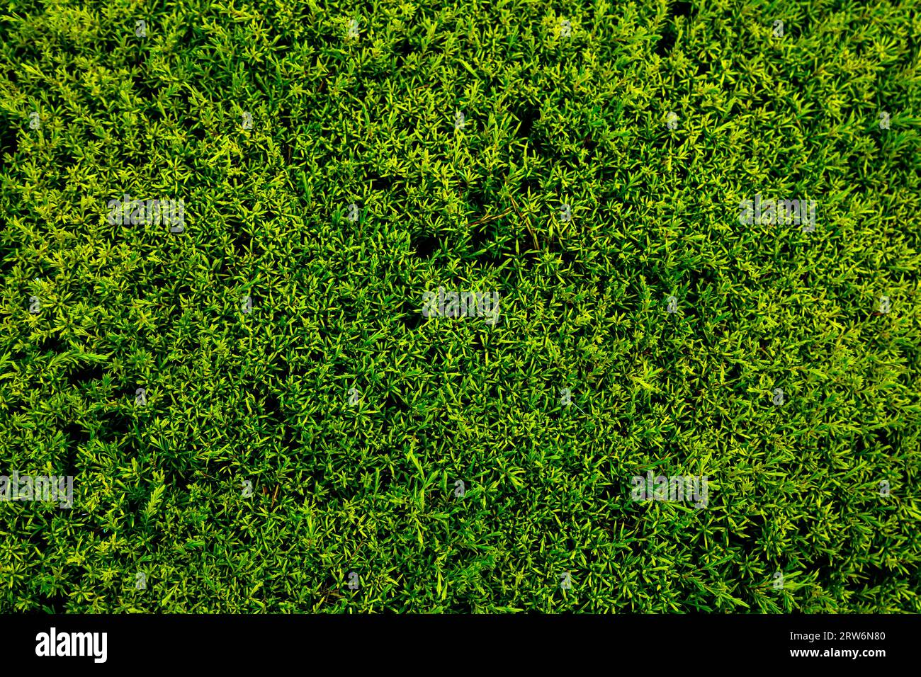 Green leaf wall texture background. Nature view of green plants ...