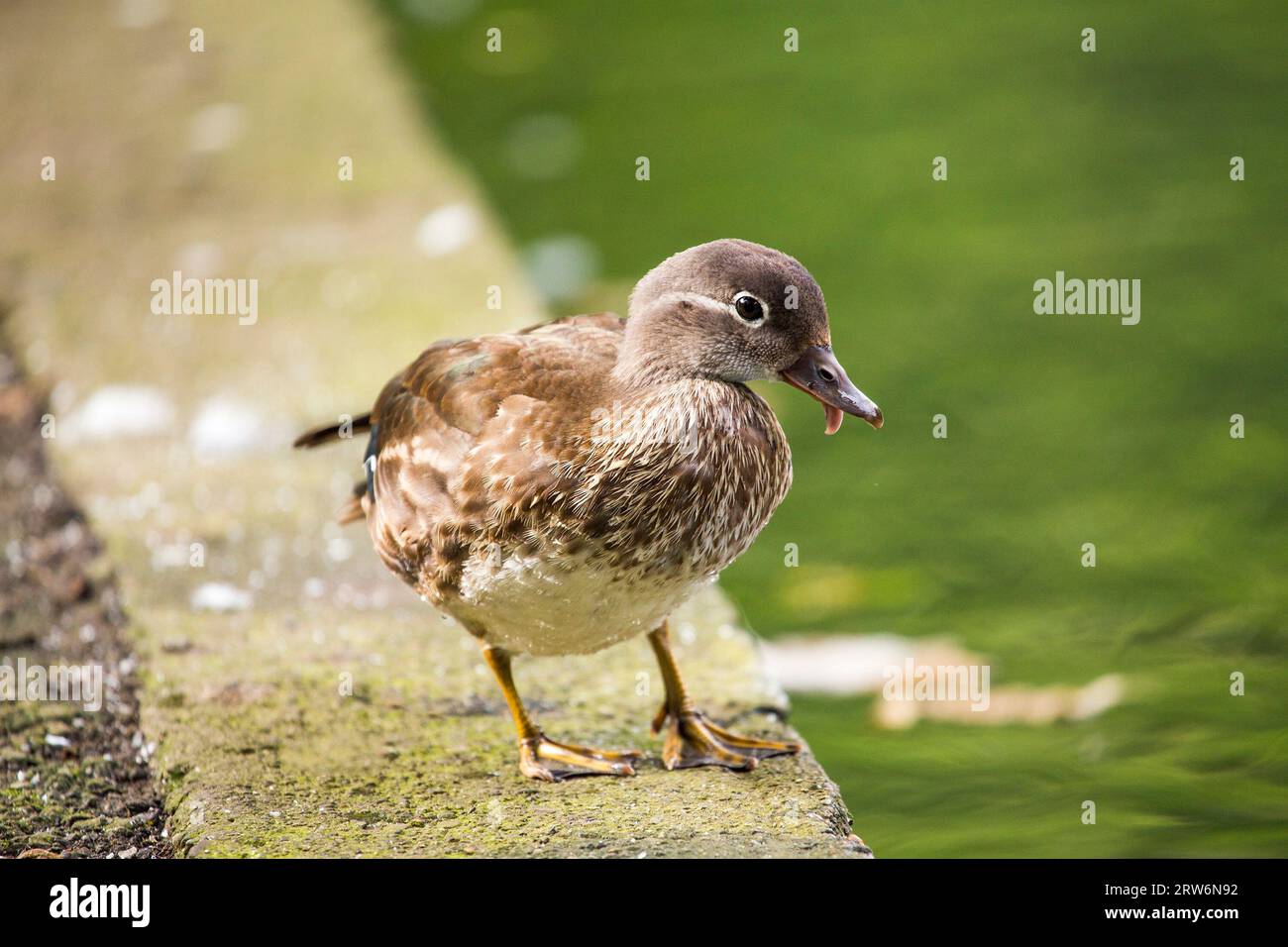 Female Mandarin Duck (Aix galericulata) spotted in Dublin, Ireland ...