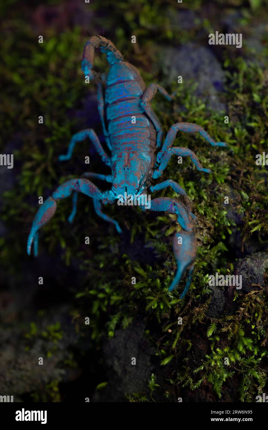 A scorpion glows in vivid blue under UV light in Amboli’s rainforest ...