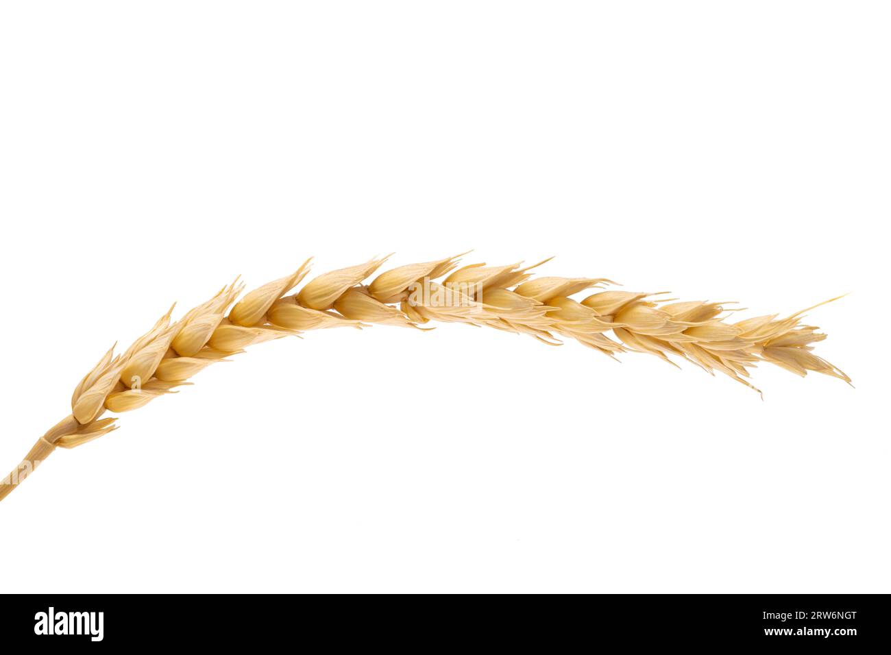 wheat ear isolated on white background Stock Photo - Alamy