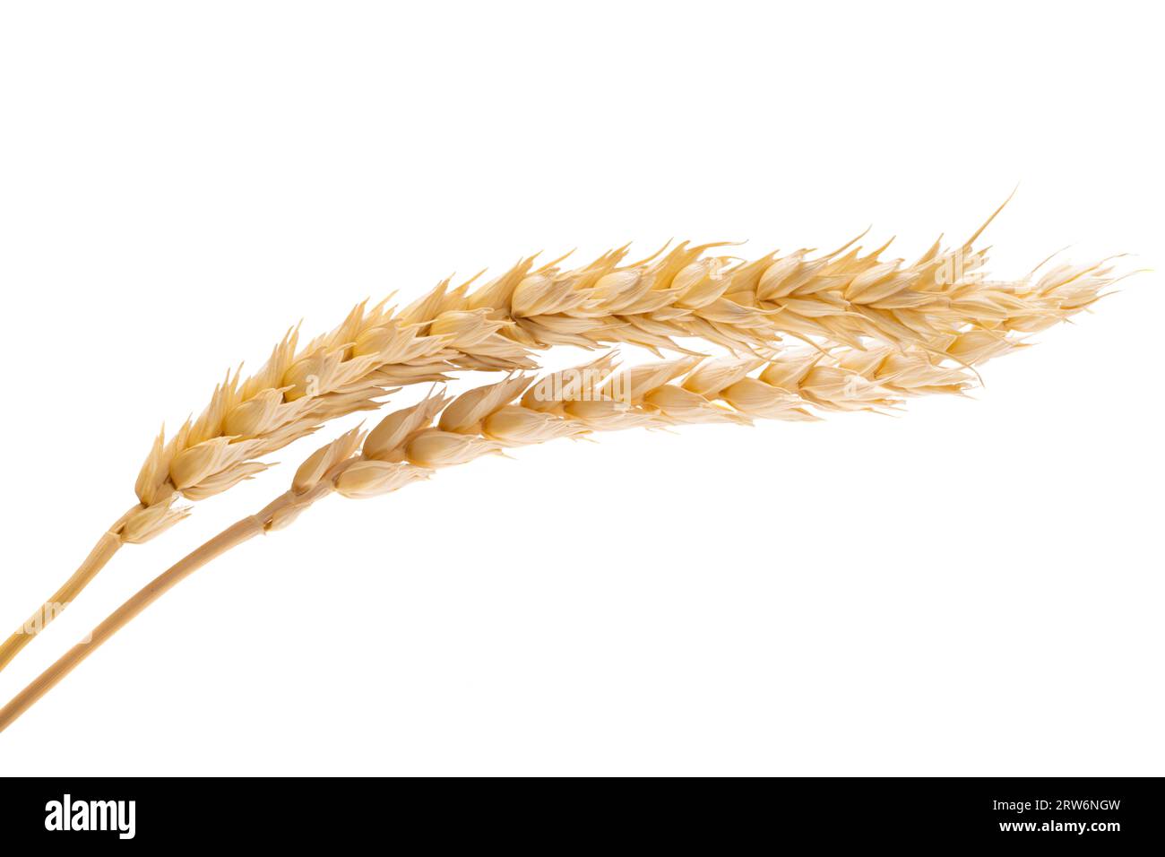 Barley field background Cut Out Stock Images & Pictures - Alamy