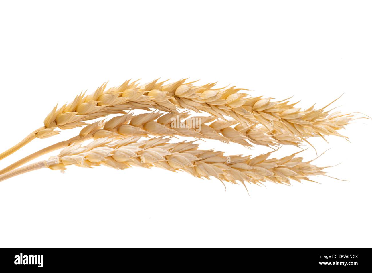 wheat ear isolated on white background Stock Photo - Alamy