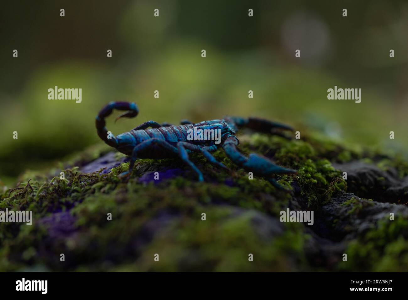 A scorpion glows in vivid blue under UV light in Amboli’s rainforest ...