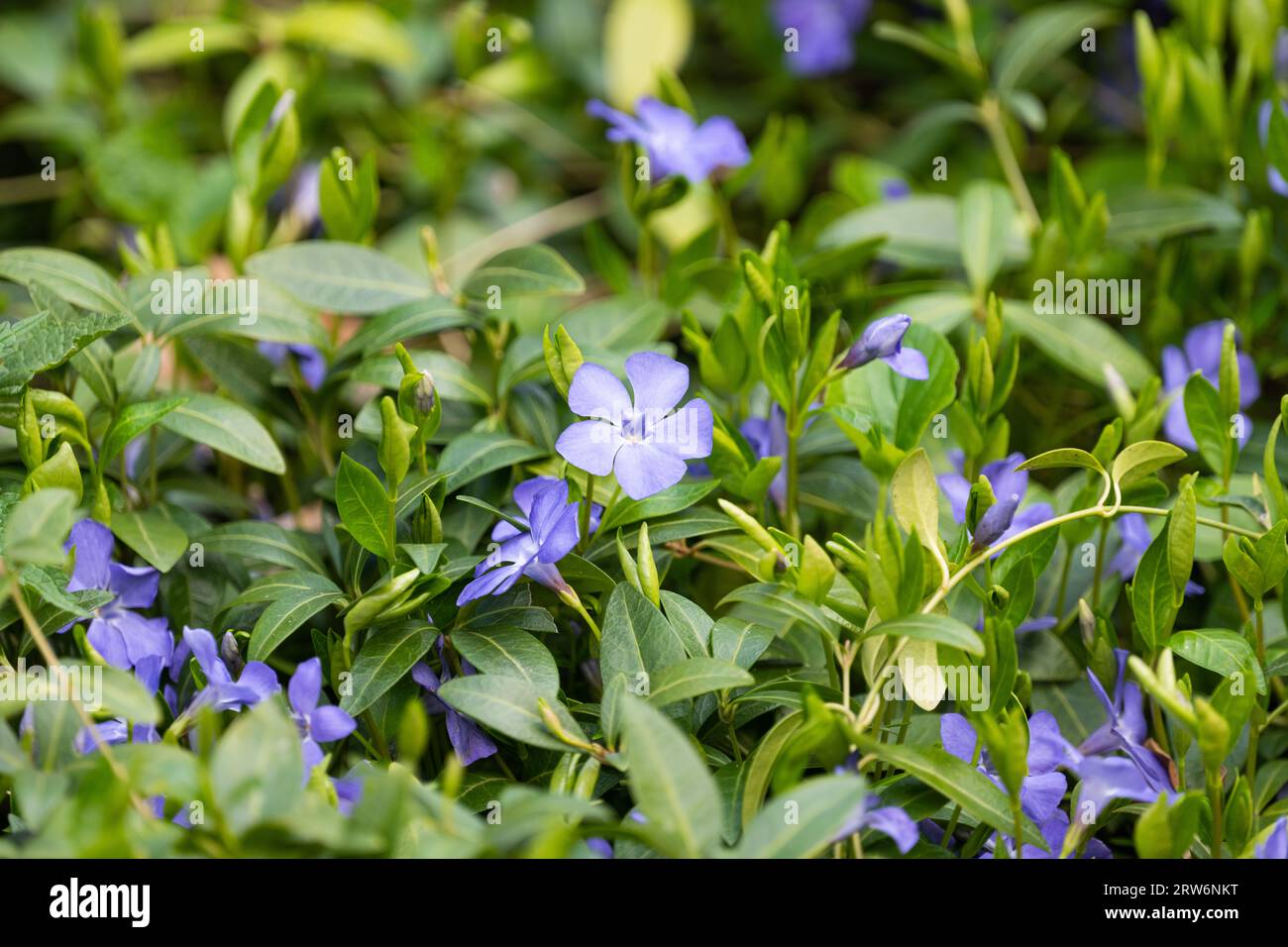 Periwinkle colour hi-res stock photography and images - Alamy