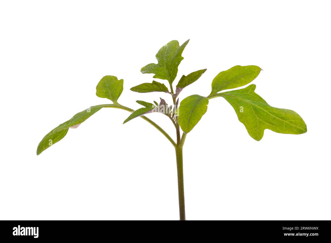 tomato seedling on white background Stock Photo - Alamy