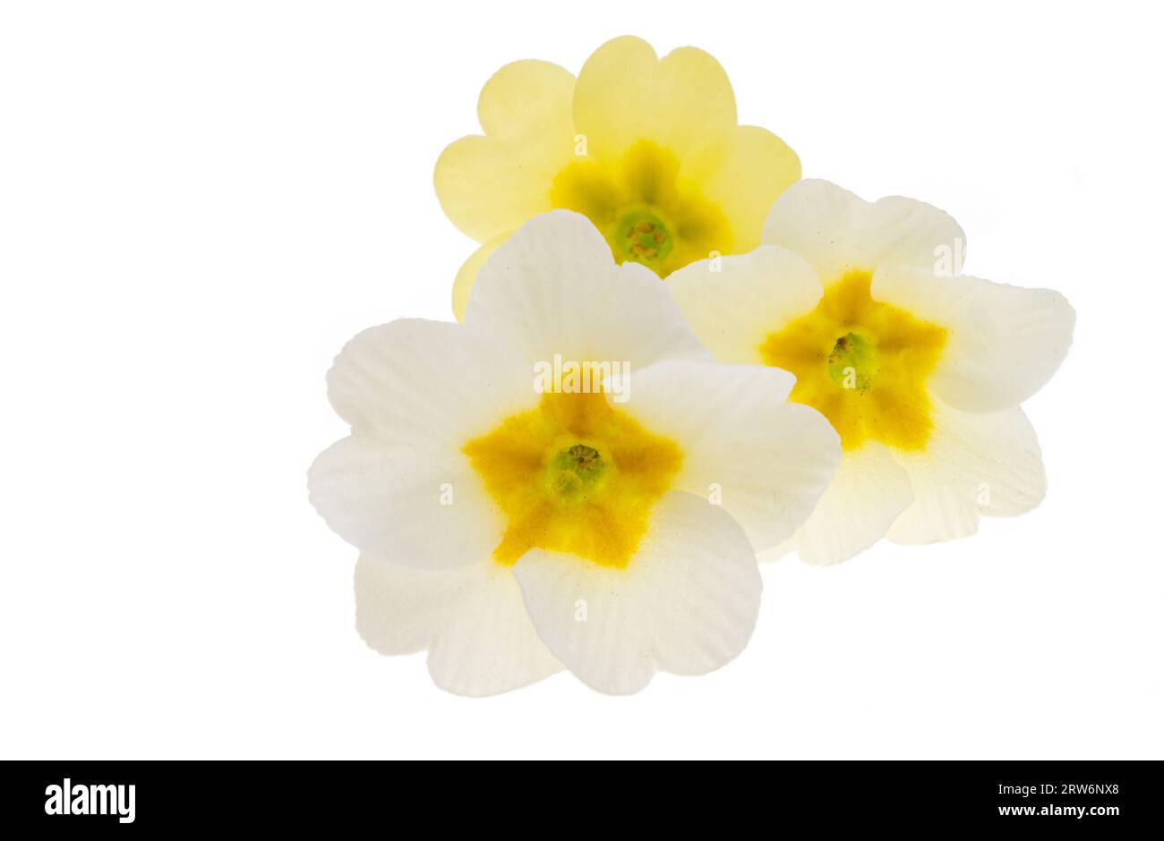 primrose flower isolated on white background Stock Photo - Alamy