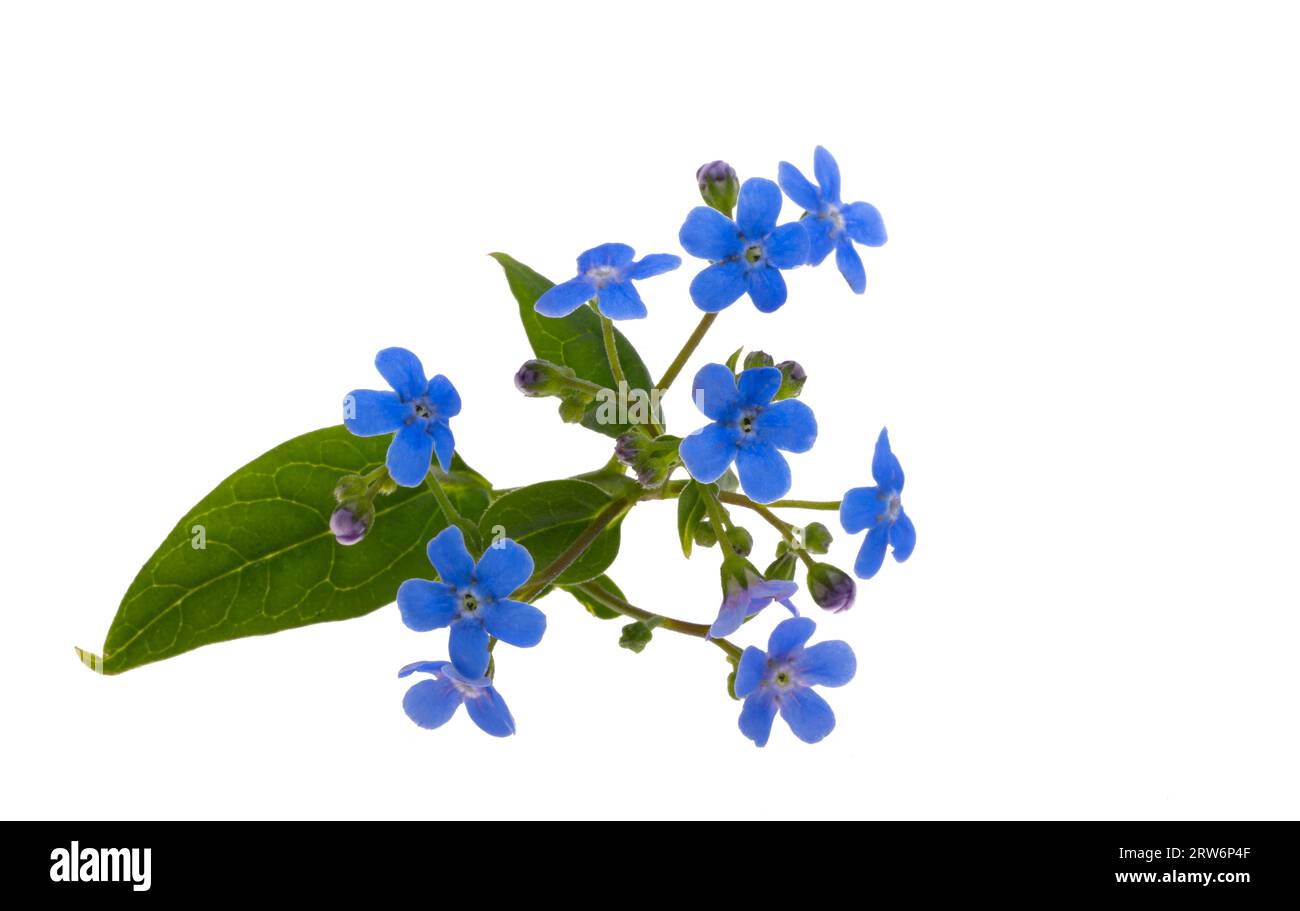 blue forget-me-not isolated on white background Stock Photo - Alamy