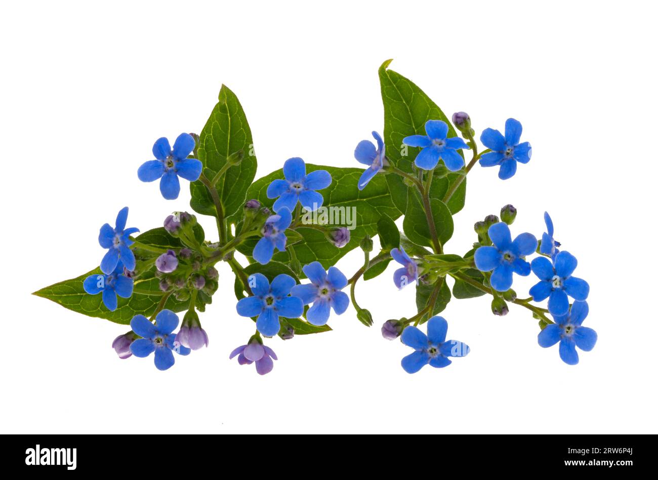 blue forget-me-not isolated on white background Stock Photo - Alamy