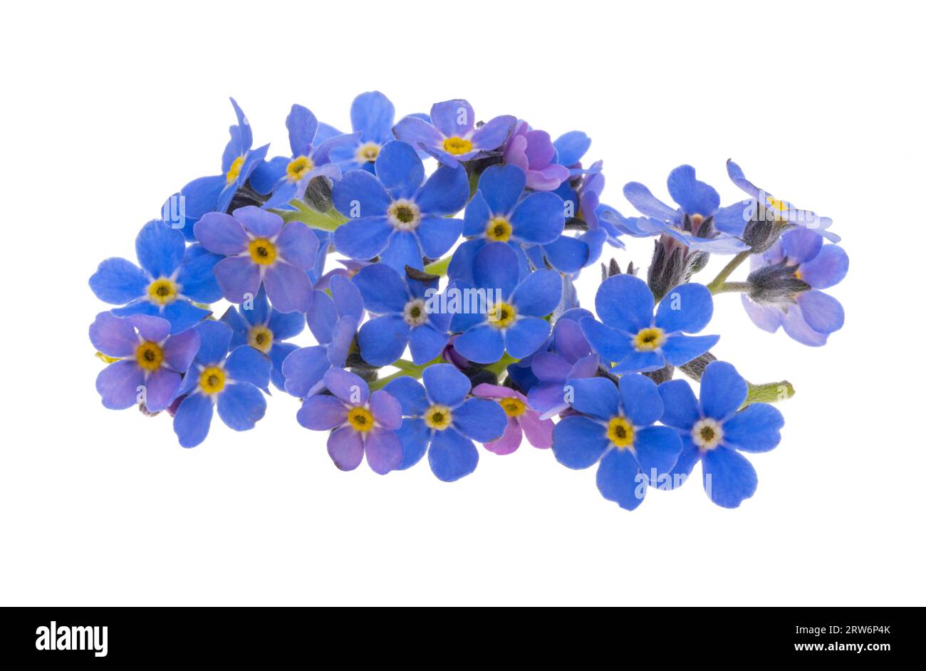 blue forget-me-not isolated on white background Stock Photo - Alamy