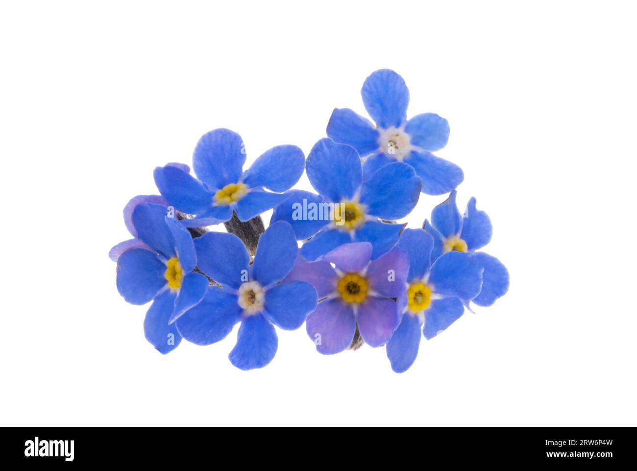 blue forget-me-not isolated on white background Stock Photo - Alamy