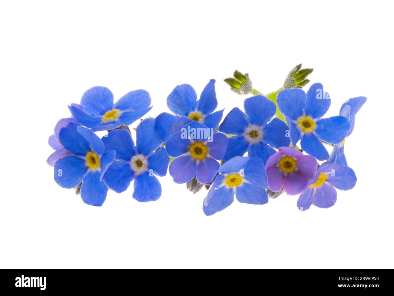 blue forget-me-not isolated on white background Stock Photo - Alamy