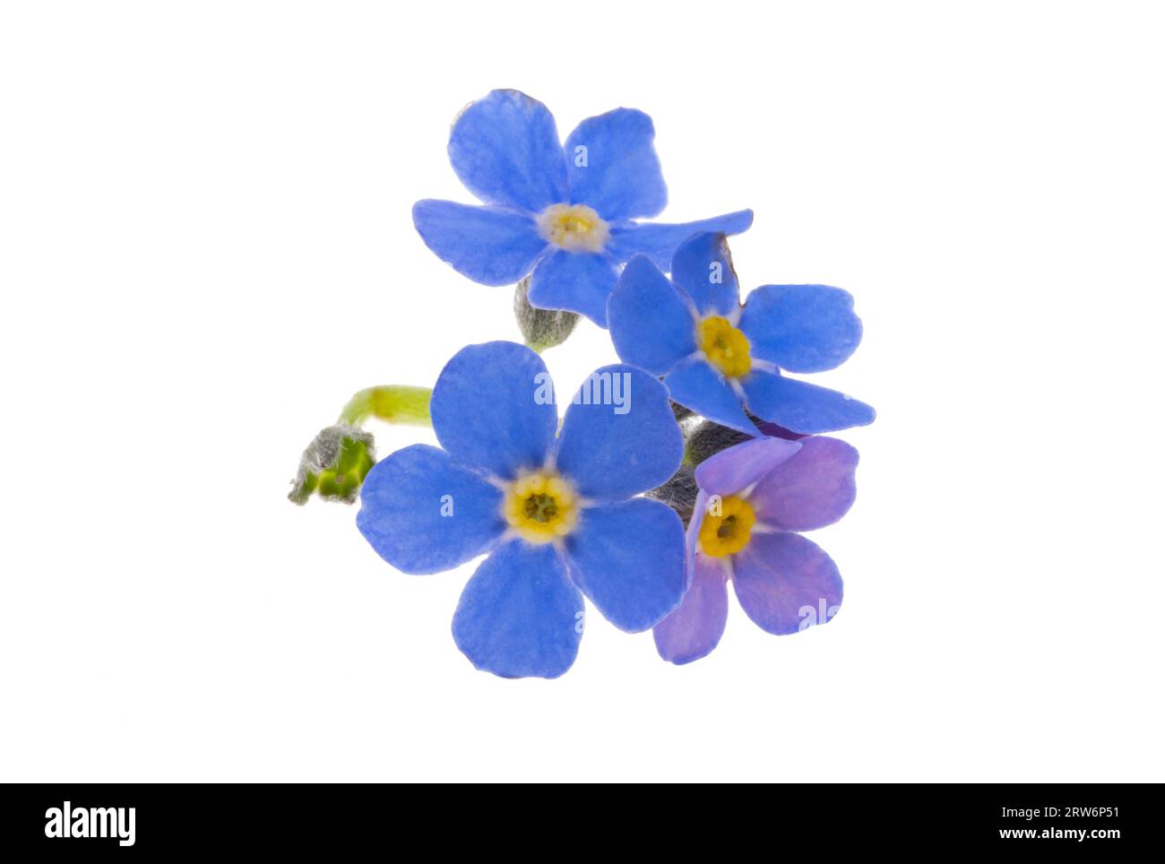 blue forget-me-not isolated on white background Stock Photo - Alamy