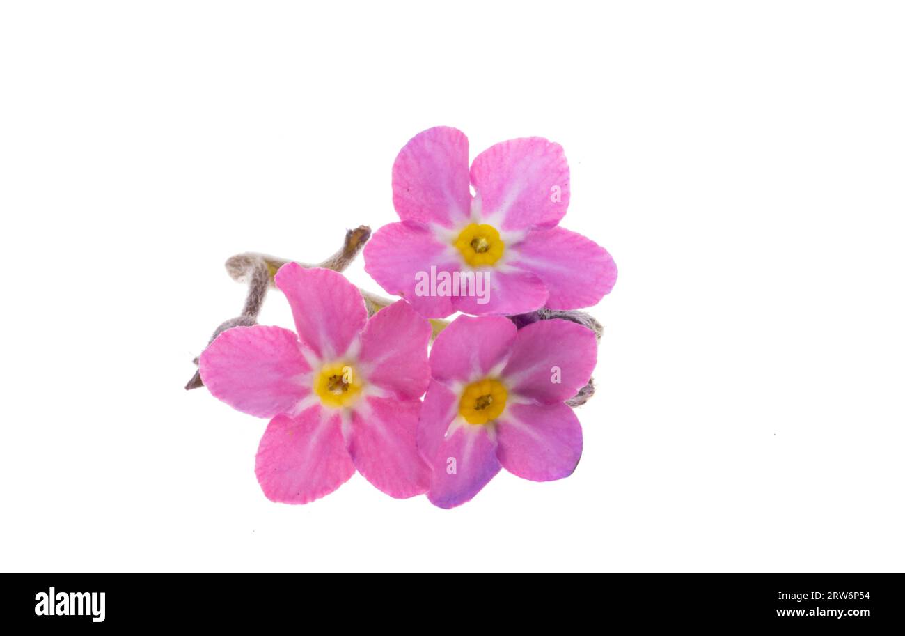 pink forget-me-not isolated on white background Stock Photo - Alamy