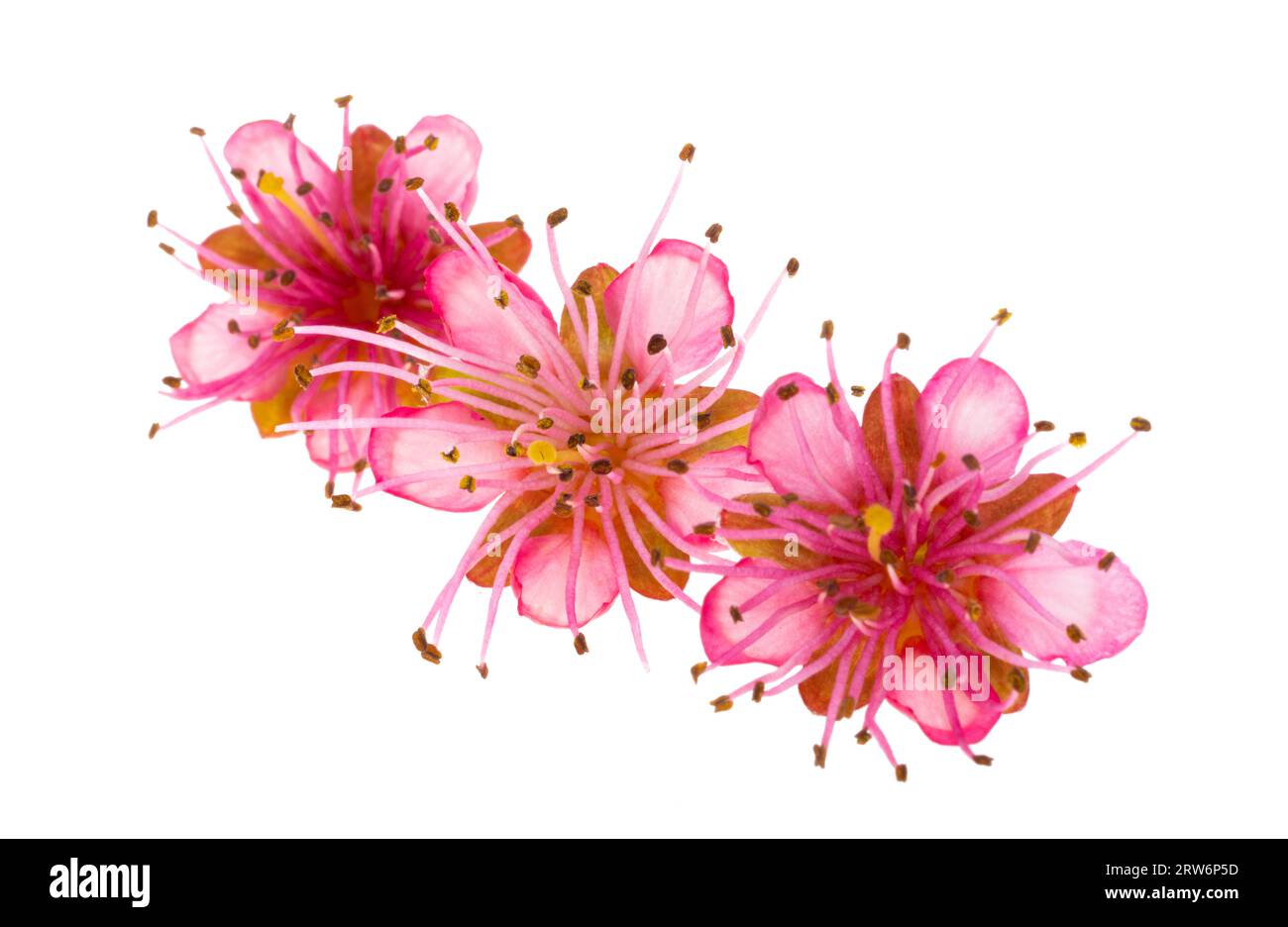 red sakura flowers isolated on white background Stock Photo - Alamy
