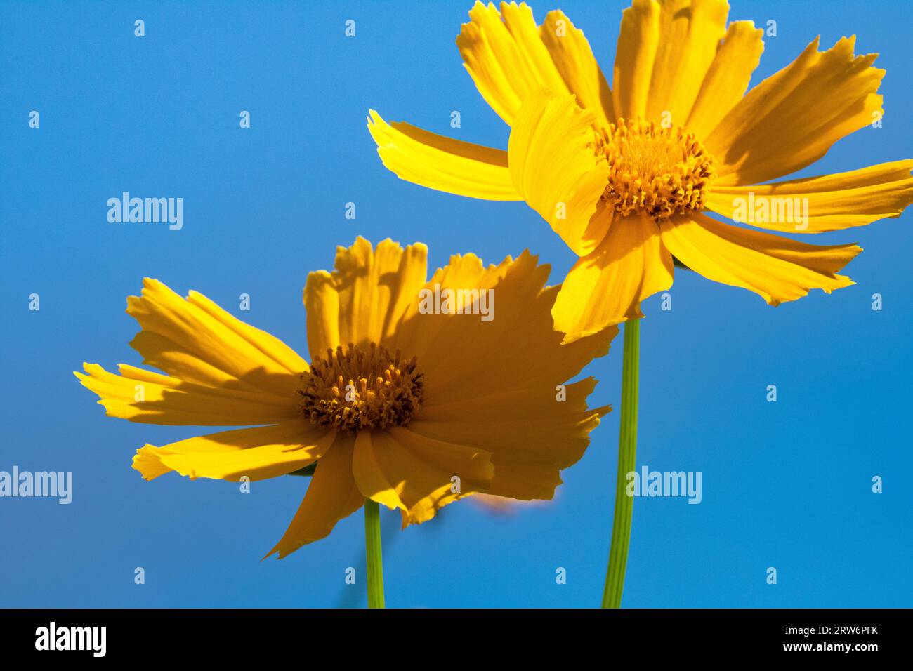 Marigold flowers in blue hi-res stock photography and images - Alamy
