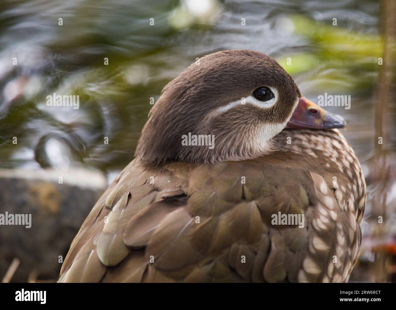 Mandarin Duck (Aix galericulata) spotted outdoors in Phoenix Park ...