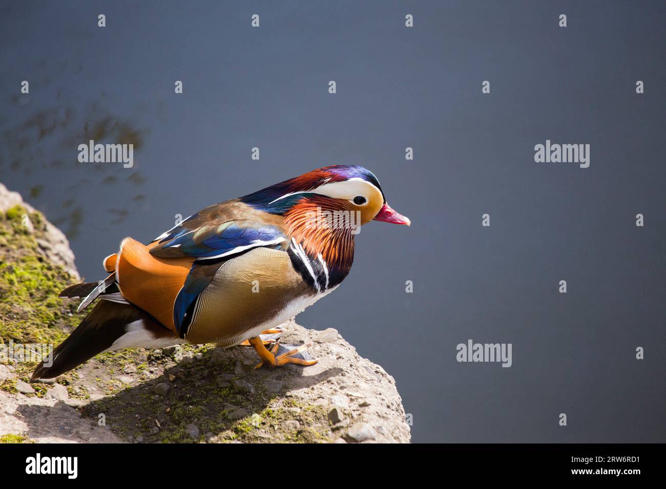 Dodder park hi-res stock photography and images - Alamy