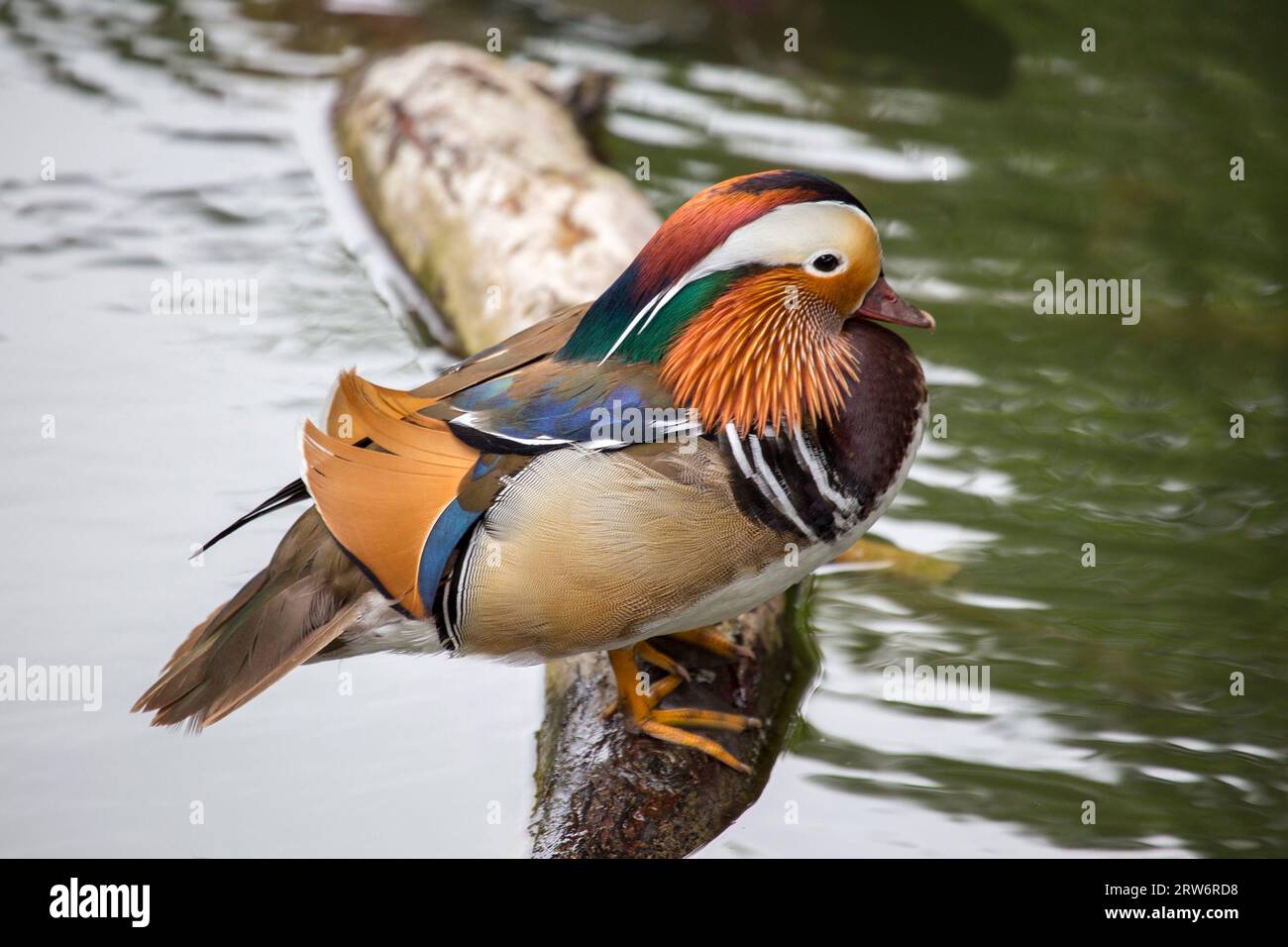Mandarin Duck (Aix galericulata) spotted in Phoenix Park, Dublin Stock ...