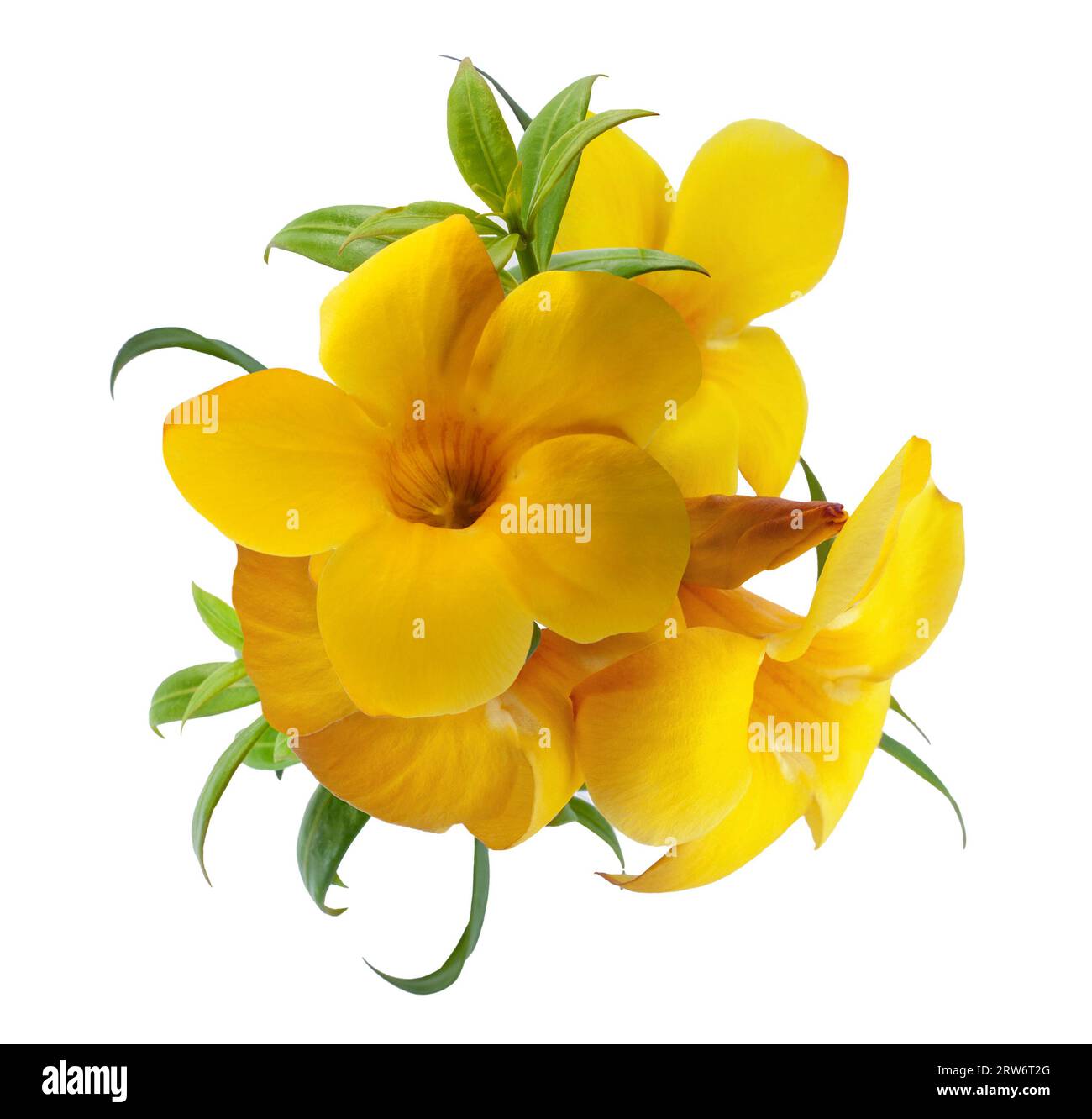 Golden trumpet or Alamanda flower isolated on white background Stock ...