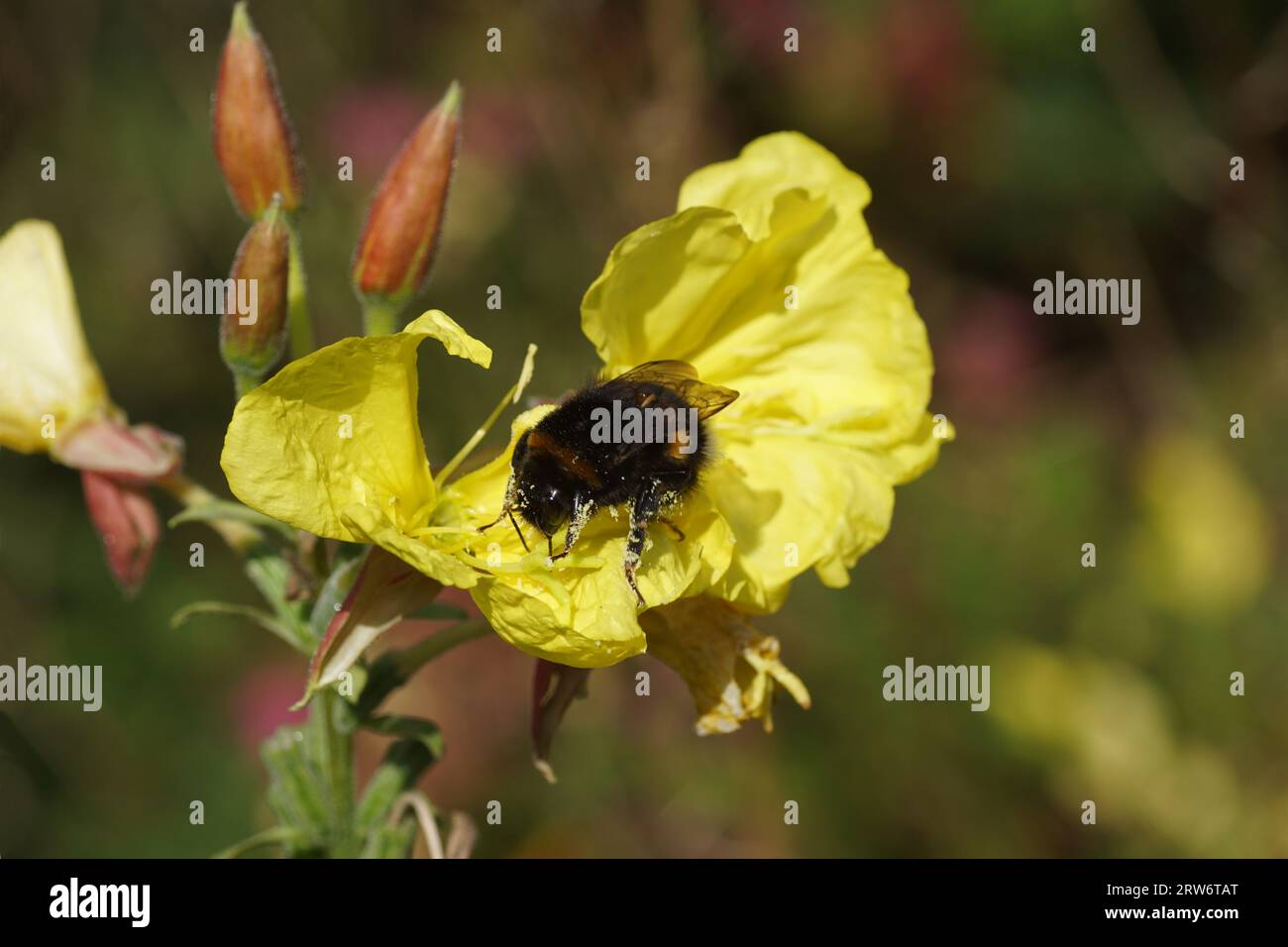 White-tailed bumblebee (Bombus lucorum), family Apidae on a faded ...