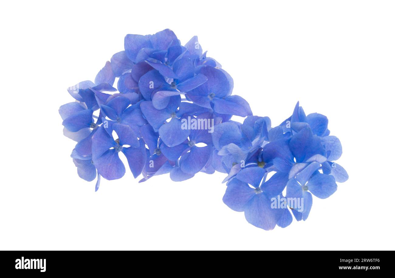 blue hydrangea isolated on white background Stock Photo - Alamy
