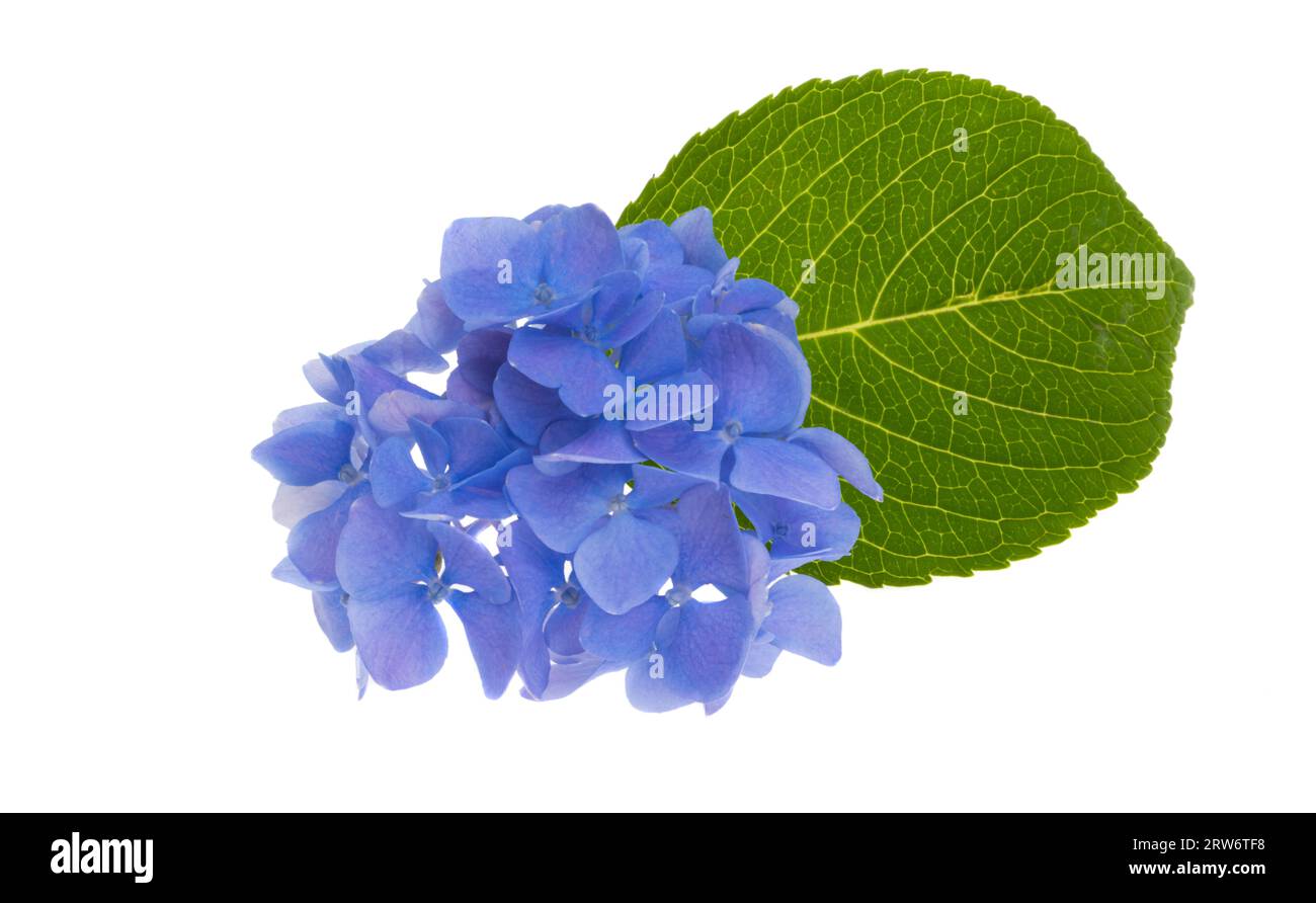 blue hydrangea isolated on white background Stock Photo - Alamy