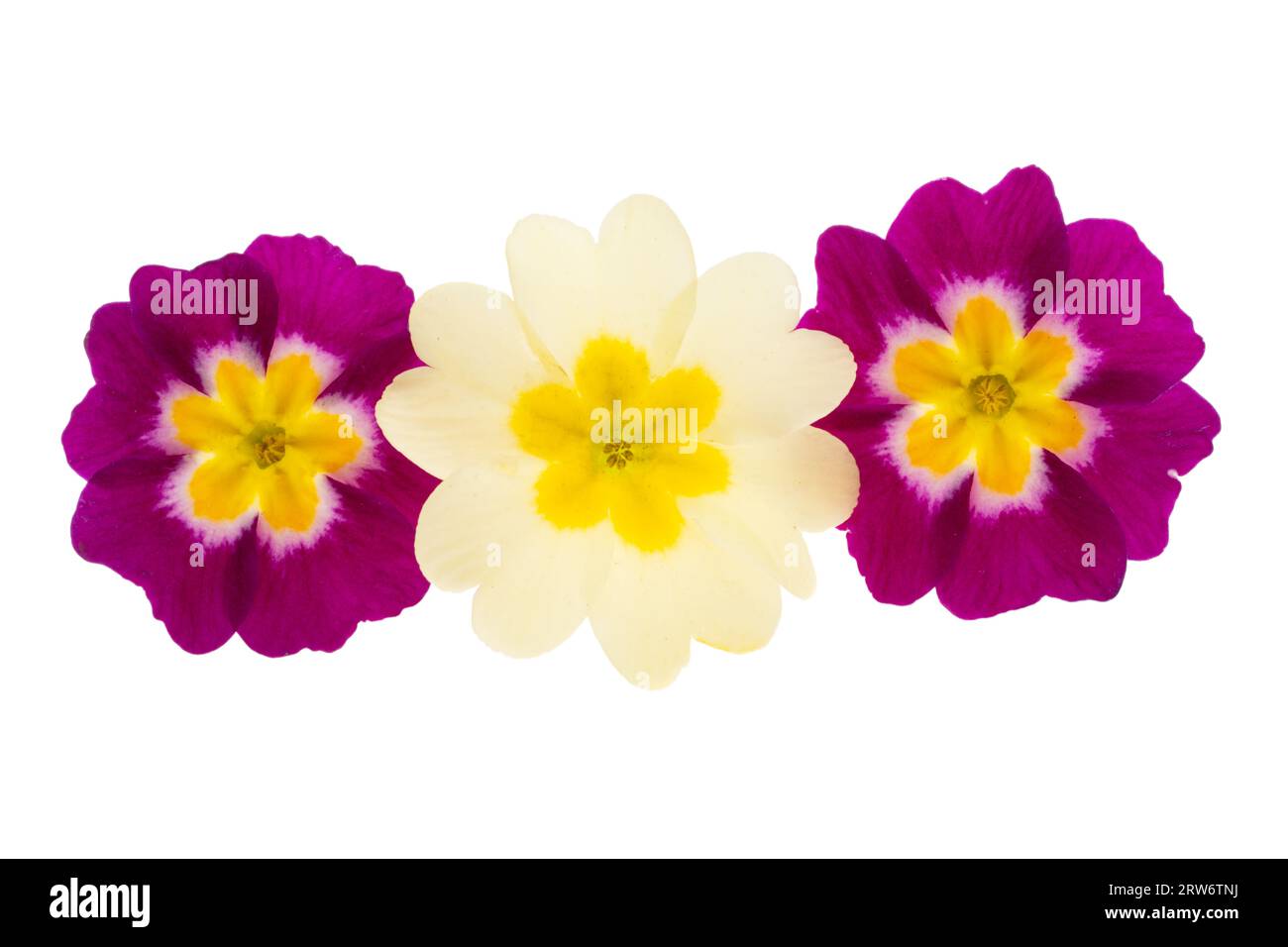 primrose flowers isolated on white background Stock Photo - Alamy
