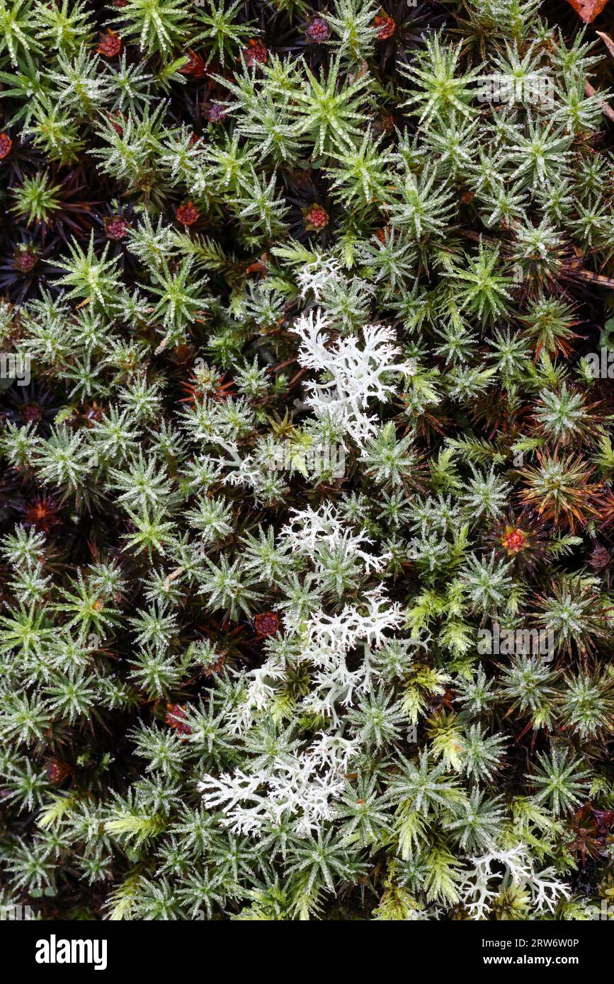 Hair cup moss hi-res stock photography and images - Alamy