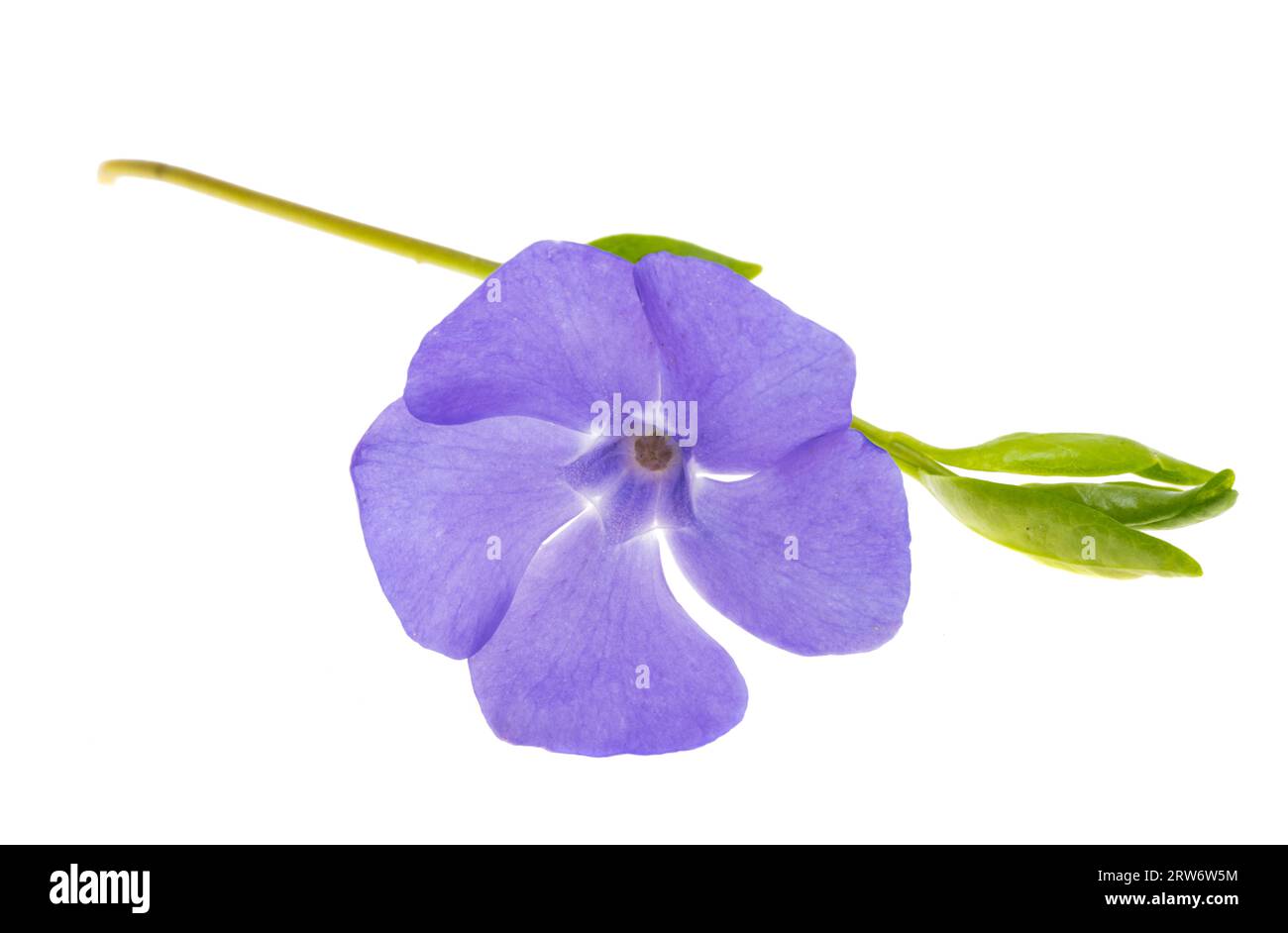 periwinkle flower isolated on white background Stock Photo - Alamy