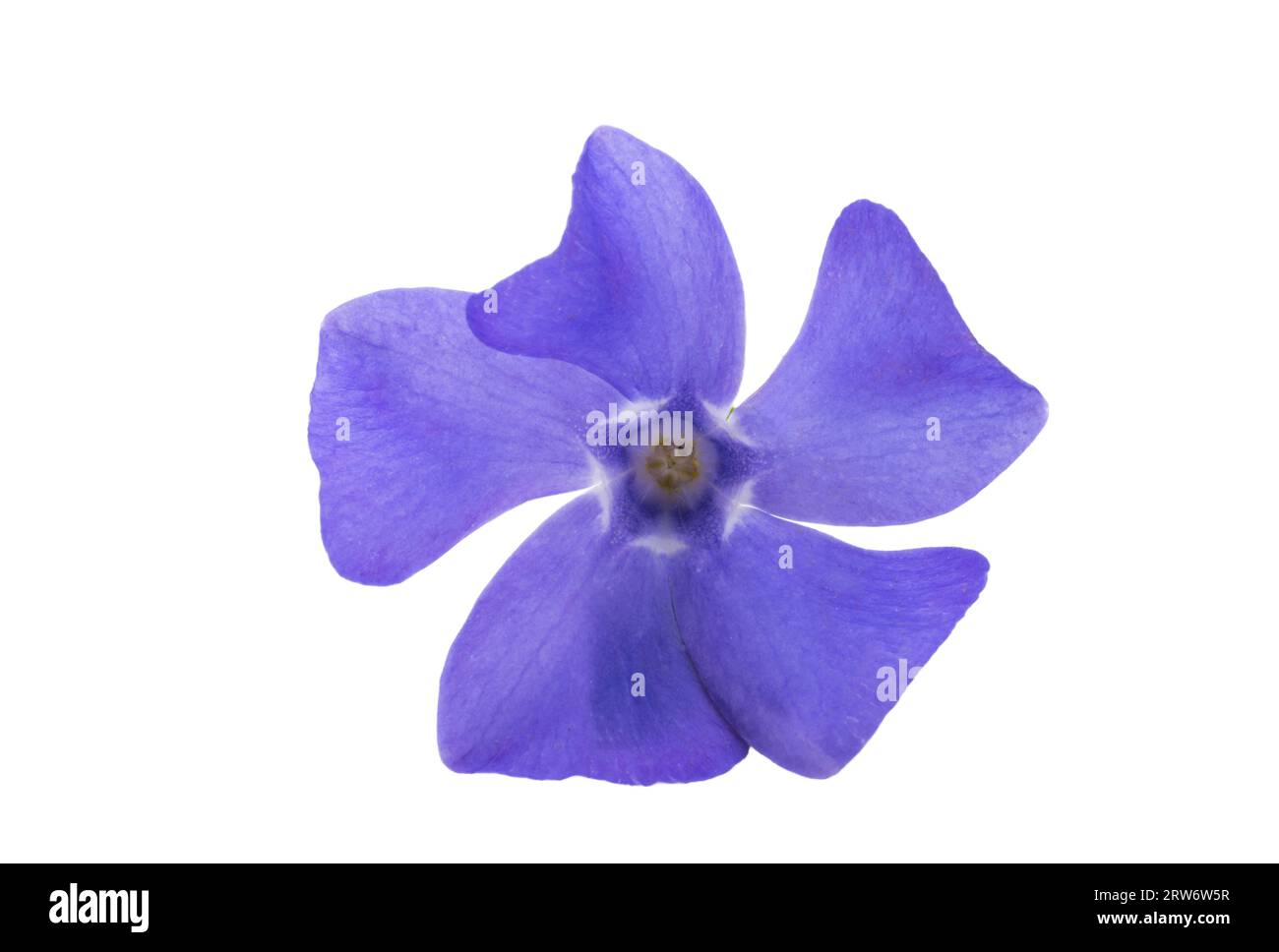 periwinkle flower isolated on white background Stock Photo - Alamy