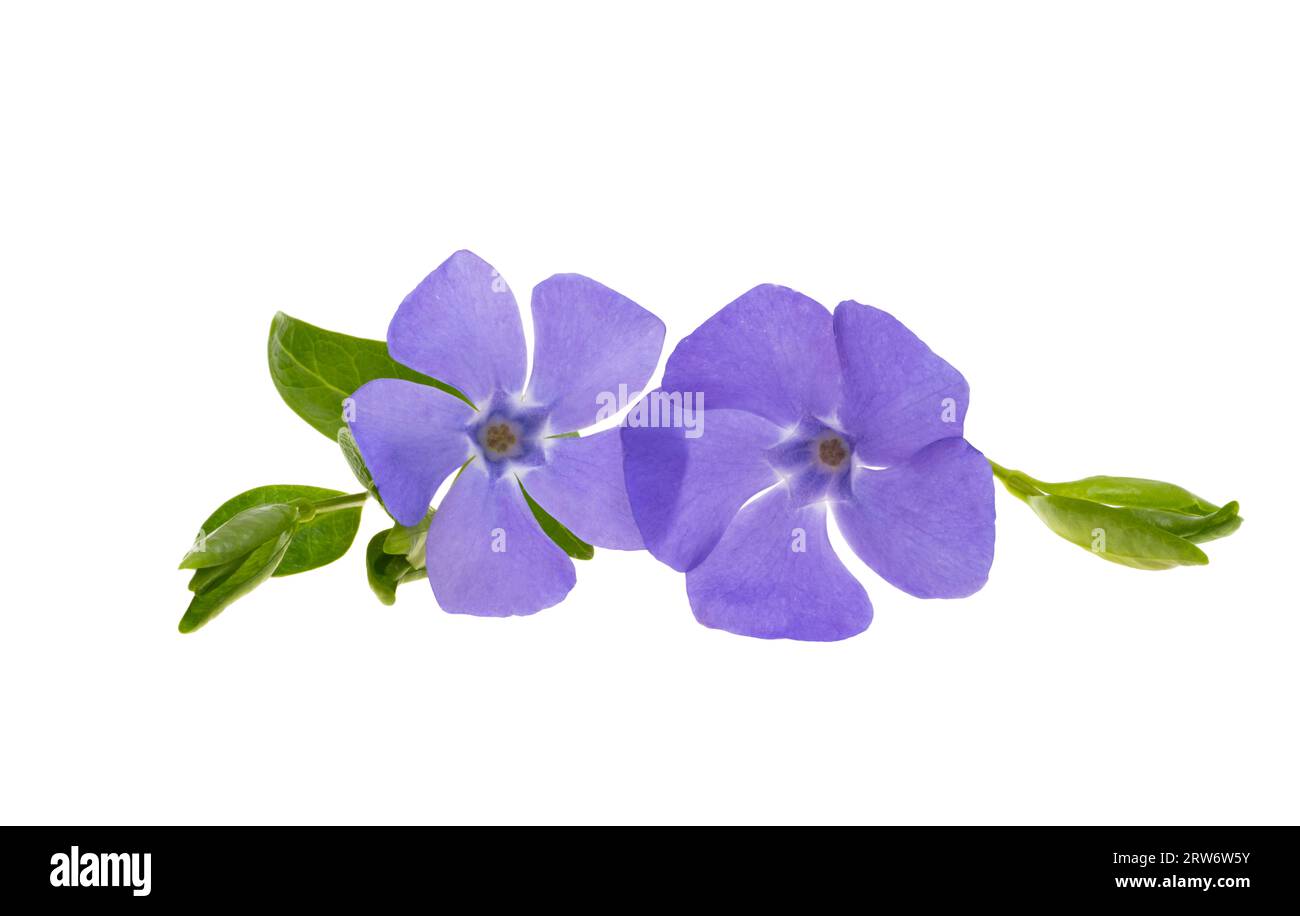 periwinkle flower isolated on white background Stock Photo - Alamy