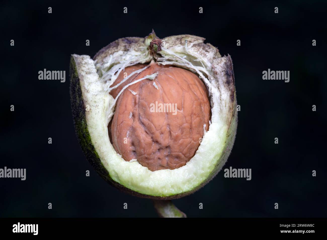 China walnut hi-res stock photography and images - Alamy