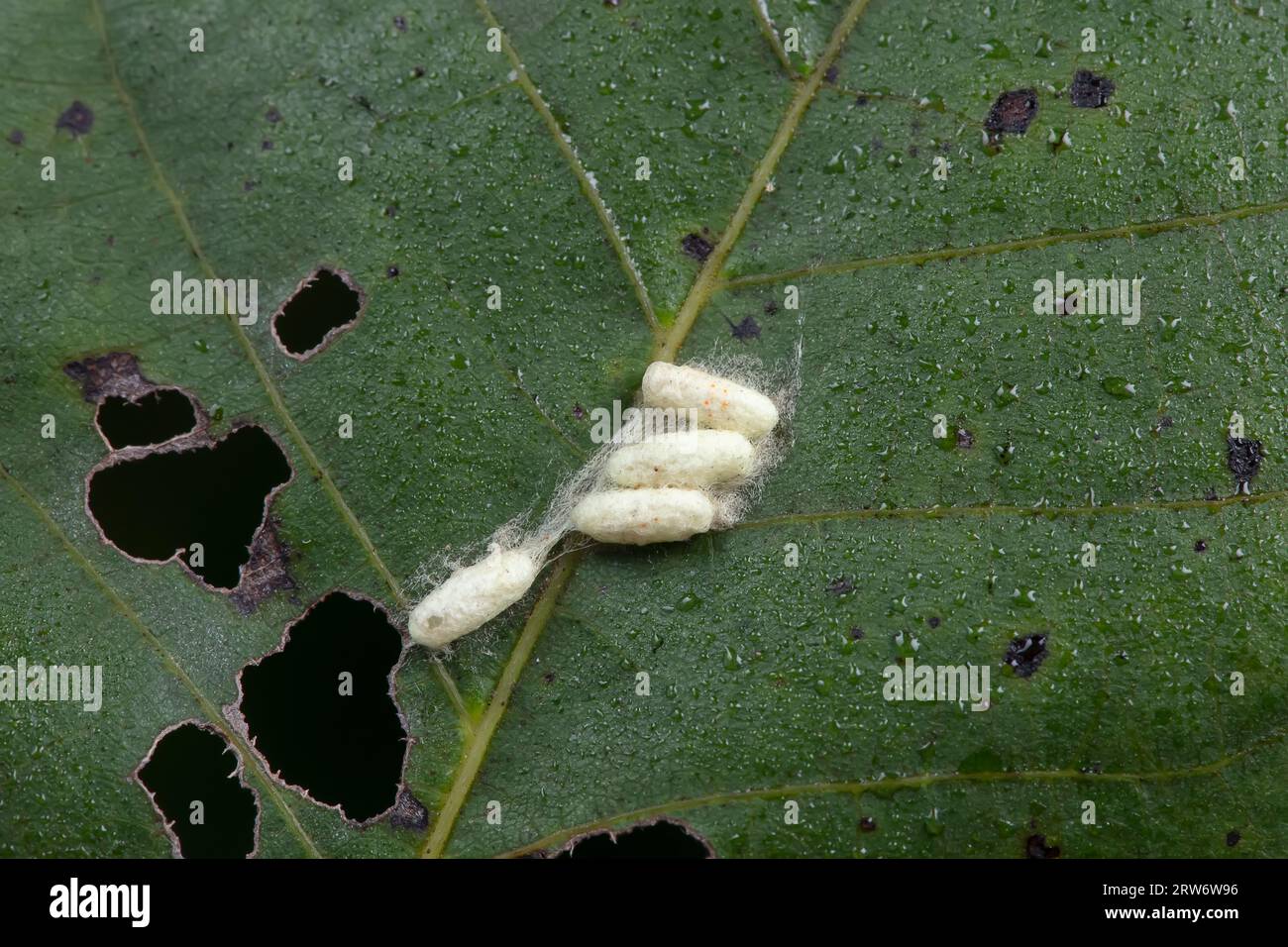 Insect cocoon shells on wild plants, North China Stock Photo - Alamy