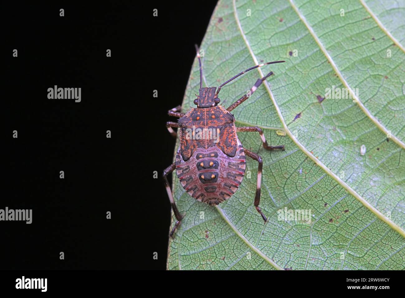 Hemiptera bugs in the wild, North China Stock Photo - Alamy