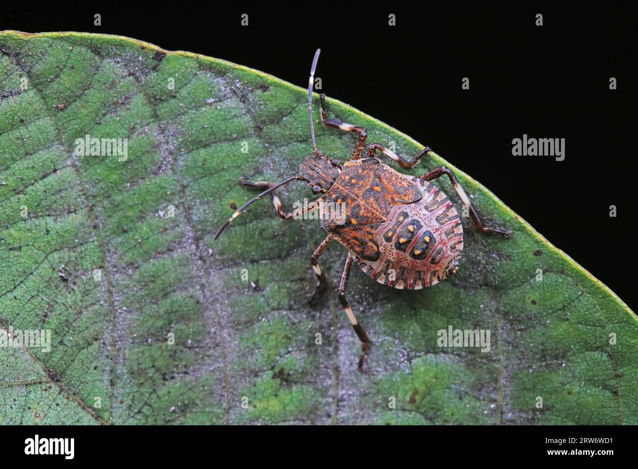 Hemiptera bugs in the wild, North China Stock Photo - Alamy