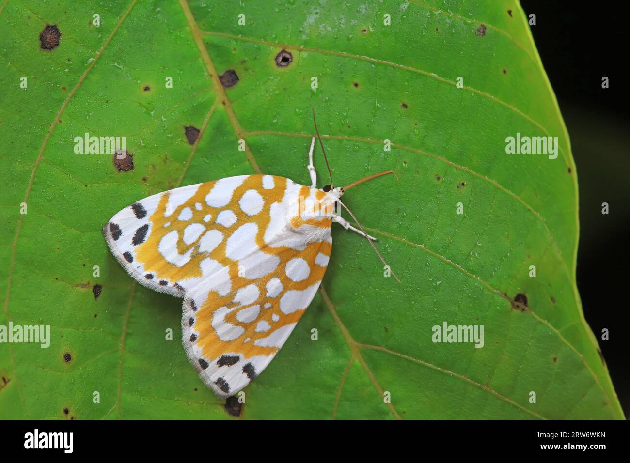 Lepidoptera insects in the wild, North China Stock Photo - Alamy