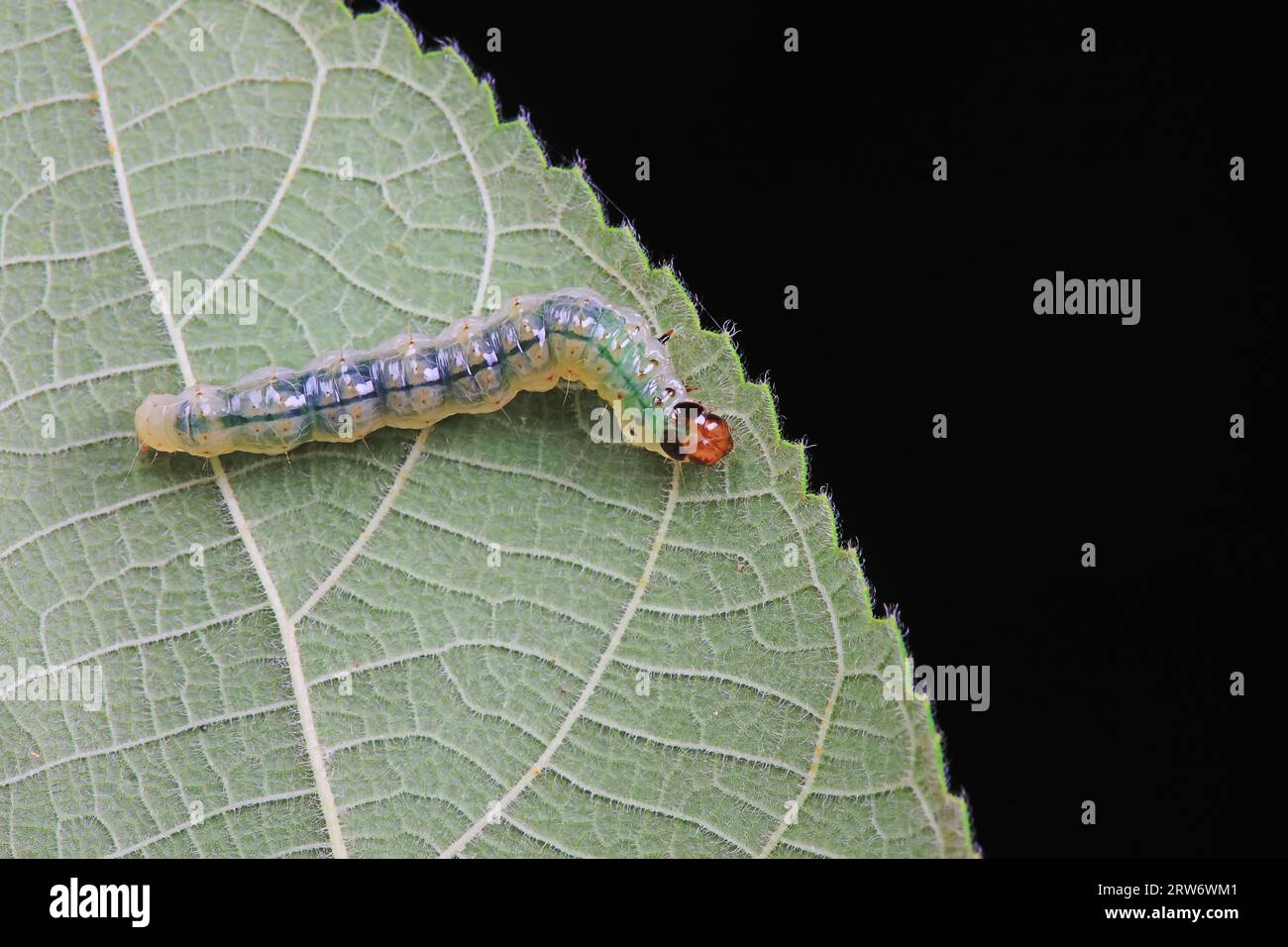 Lepidoptera larvae in the wild, North China Stock Photo - Alamy