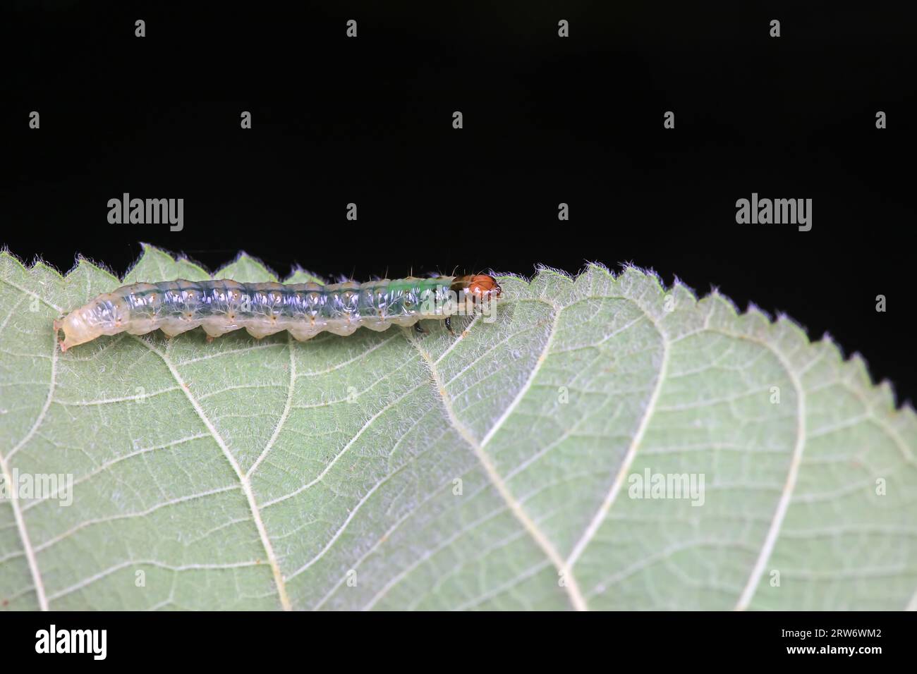 Lepidoptera larvae in the wild, North China Stock Photo - Alamy